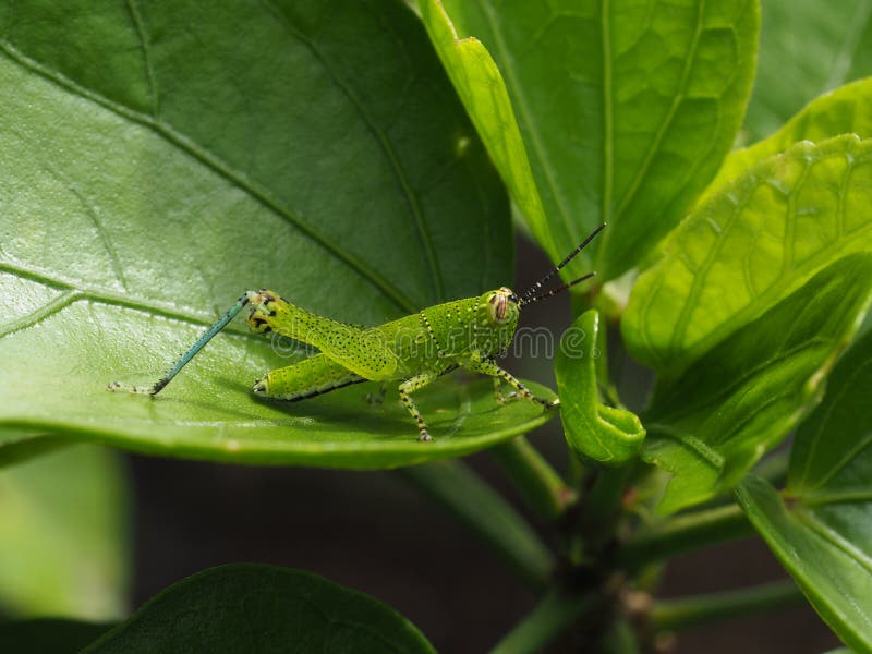Grasshopper on green leaf stock image. Image of closeup - 101025317