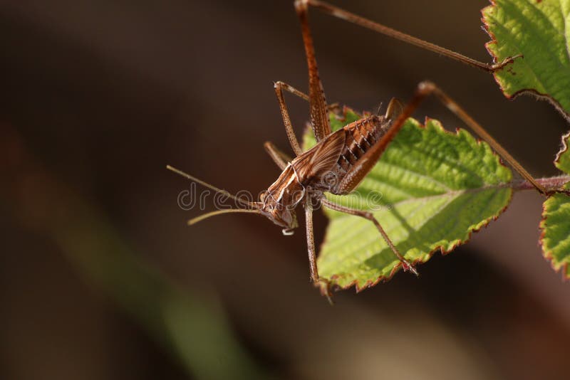 Grasshopper stock photo. Image of grass, close, herbivore - 87471564