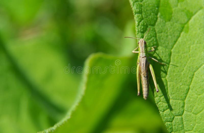 Grasshopper on green leaf stock photo. Image of biology - 47095754