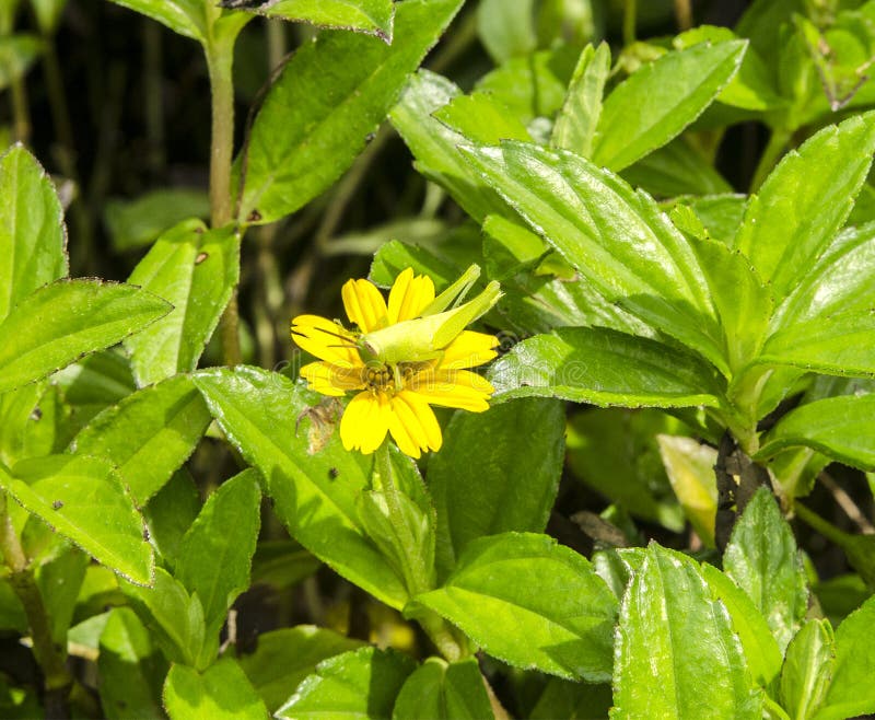 Grasshopper stock image. Image of java, grasshopper, green - 85664345