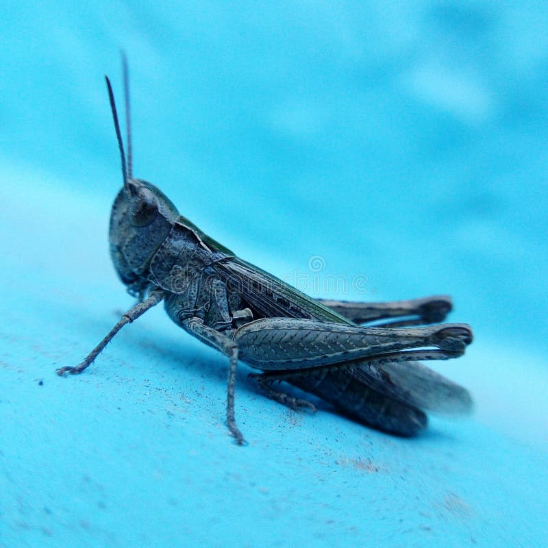 Grasshopper stock photo. Image of closeup, grasshopper - 82145240