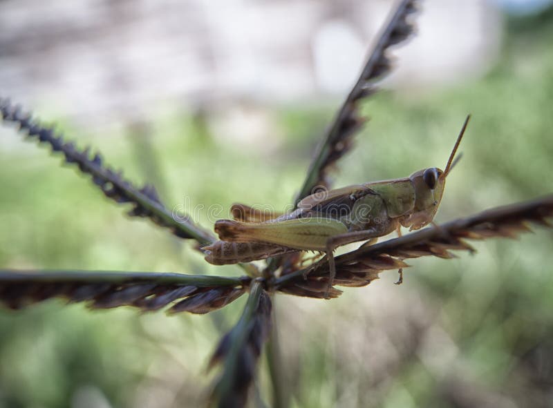 Grasshopper Hanging on the Tall Wild Grass Stalk. Stock Photo - Image ...