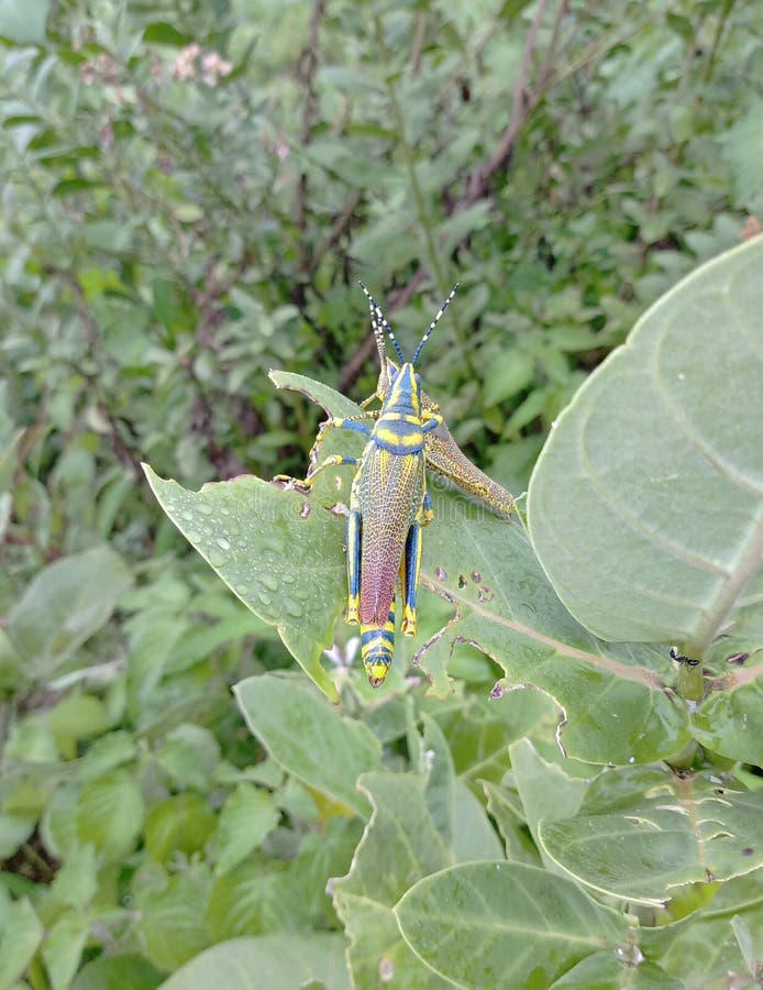 Grasshopper hd photo stock image. Image of colorful - 192745389