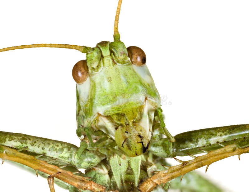 Cricket Head stock image. Image of portrait, locust, closeup - 26625959