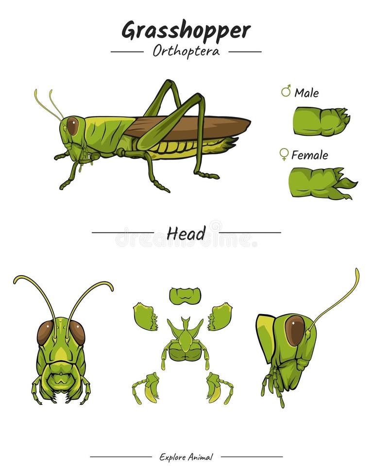 Grasshopper Diagram Stock Illustrations 190 Grasshopper Diagram Stock
