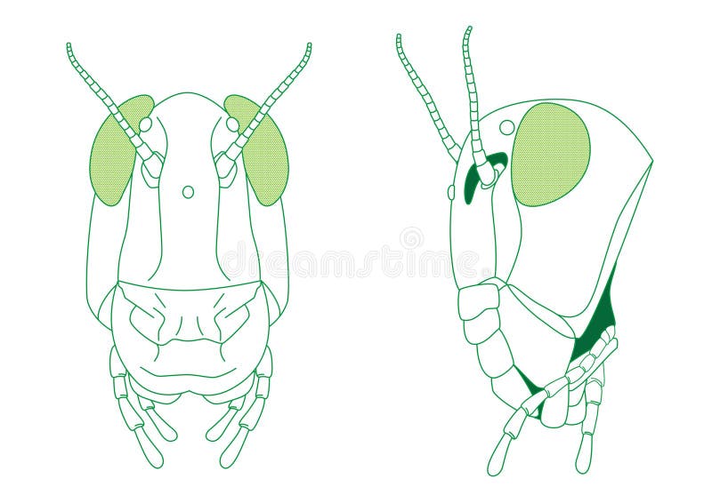 Grasshopper Diagram Stock Illustrations – 275 Grasshopper Diagram Stock ...