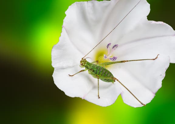 Grasshopper stock photo. Image of festive, cricket, beautiful - 77781630