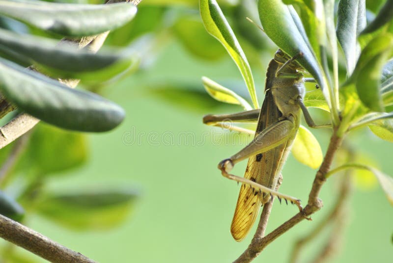 Grasshopper stock photo. Image of grasshopper, animal - 85172922
