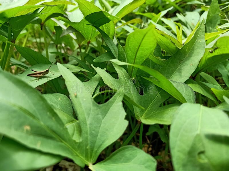 Grasshopper Hidden in the Grass Forest Stock Image - Image of grass ...