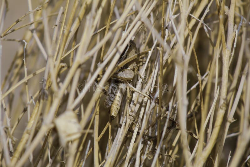 A Grasshopper Hidden in the Plant Stock Image - Image of tree, plant ...