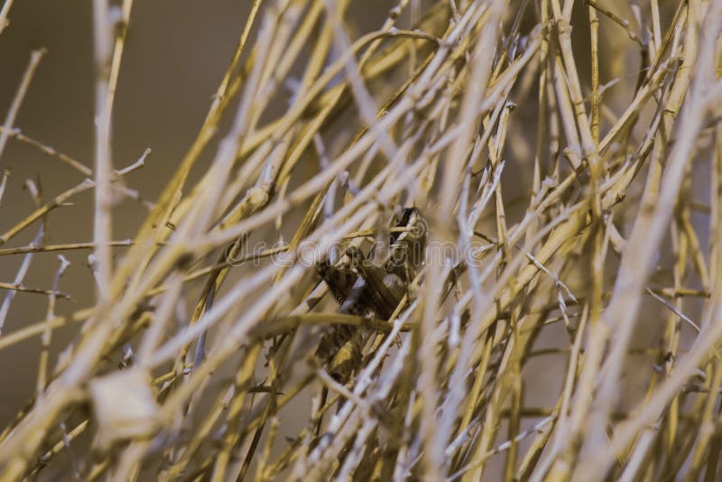 A Grasshopper Hidden in the Plant Stock Image - Image of leaf, frost ...