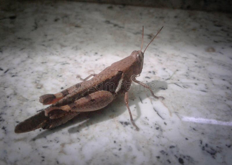 Grasshopper indian insect stock photo. Image of pollsn - 178992812