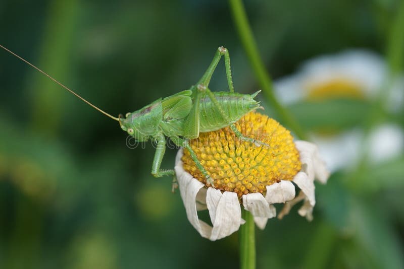 Grasshopper stock photo. Image of close, bright, fall - 73562120