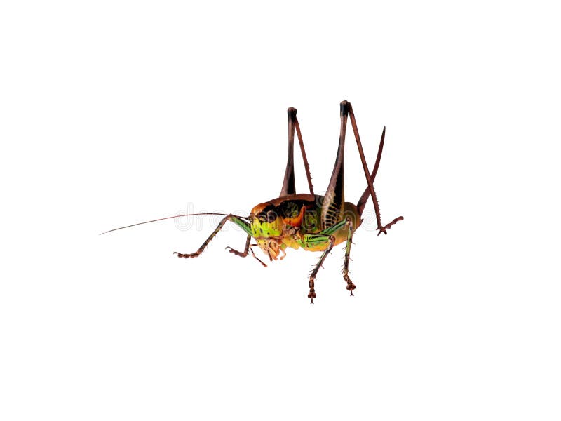 Grasshopper Insect Close Up Front View Isolated Stock Image - Image of ...