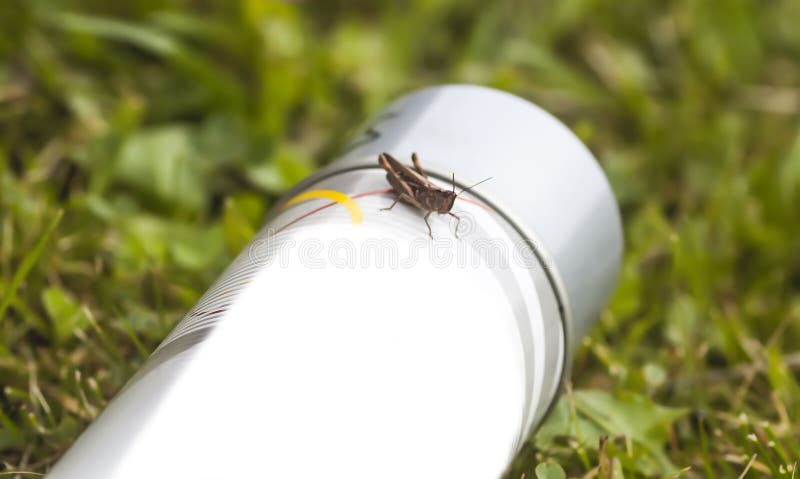 Grasshopper Insect on Empty Bottle Stock Photo - Image of insect ...
