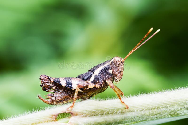 Grasshopper insect stock image. Image of grasshopper - 30650253