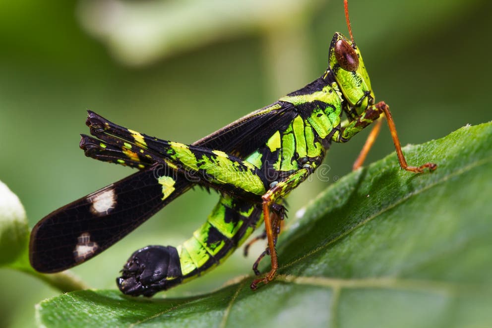 Grasshopper insect stock image. Image of macro, aesop - 30668149
