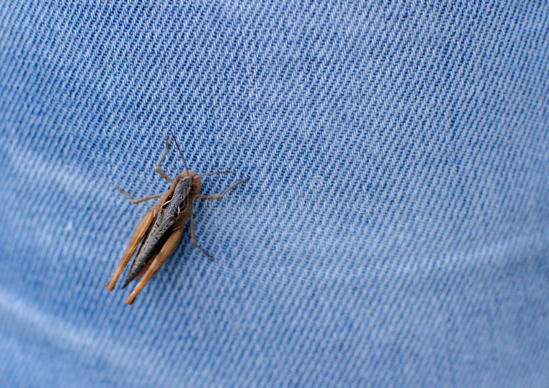 Grasshopper, Insect Sits on Blue Denim Stock Image - Image of brown ...