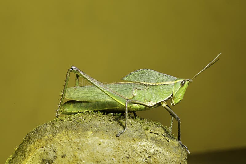 Grasshopper Insect of Tropical Amazon Rainforest Stock Photo - Image of ...