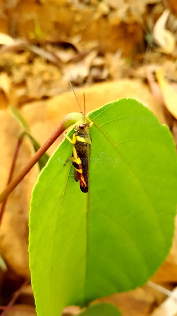 A Grasshopper Insect with a Very Beautiful Pattern Stock Image - Image ...