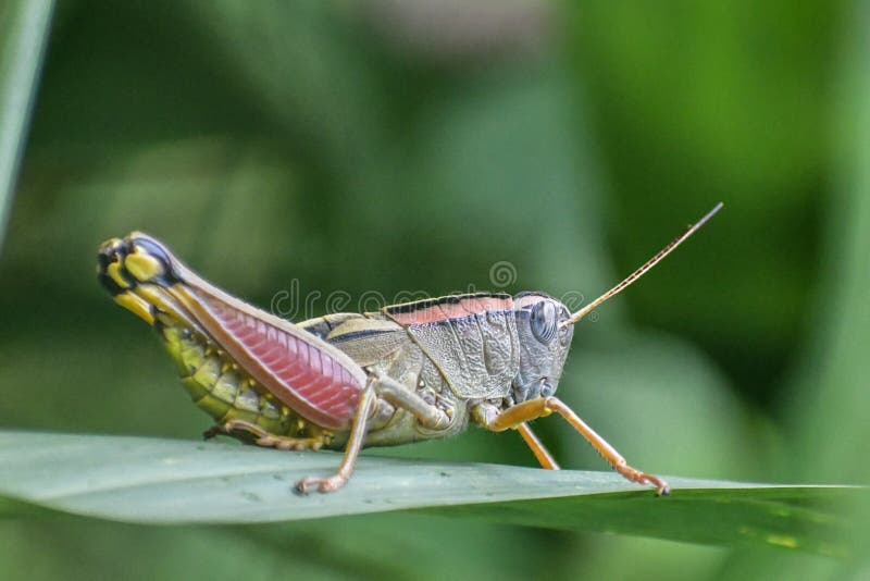 GrasshopperInsects- Insecta Stock Image - Image of group, suborder ...