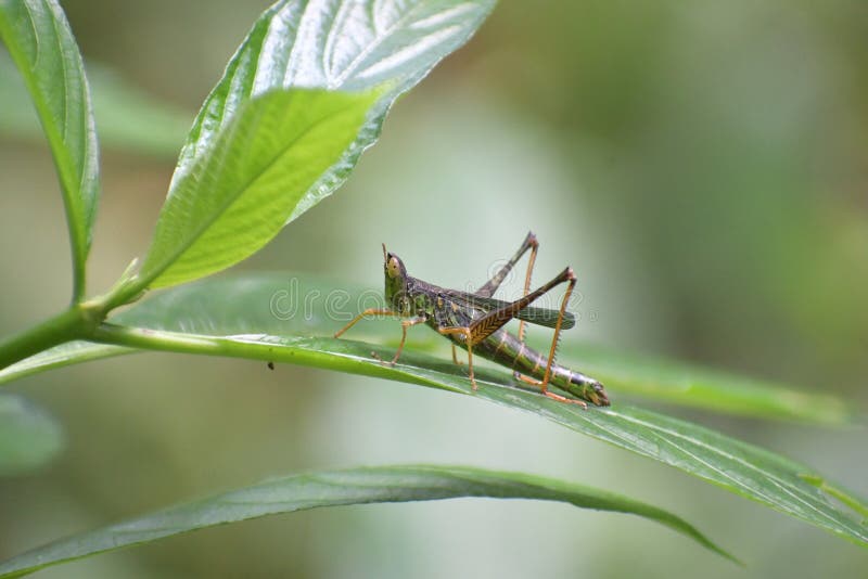 GrasshopperInsects- Insecta Stock Photo - Image of belonging, suborder ...