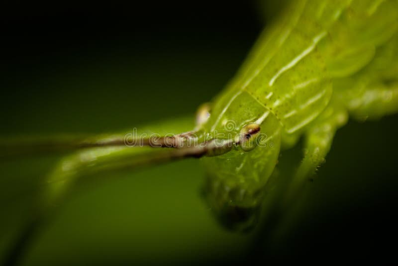 Grasshopper Macro stock image. Image of closeup, macro - 136973183