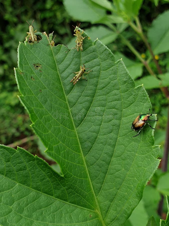Grasshopper and Japanese Beetle on a Leaf, Leaf Insect Pests, Japanese ...