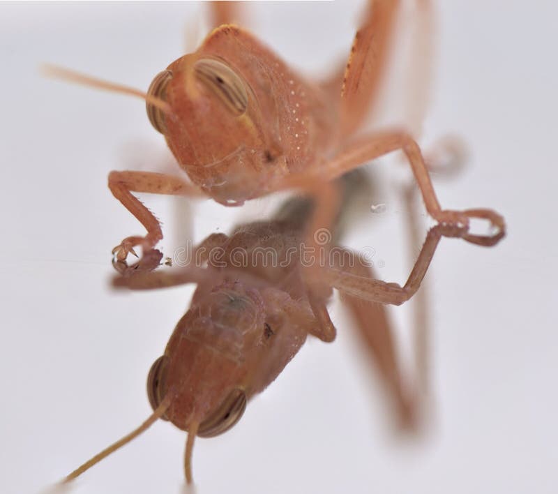 The grasshopper stock photo. Image of jumping, orange - 95326950