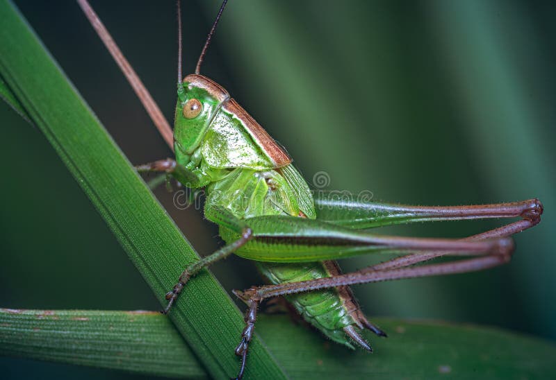 Grasshopper stock image. Image of nature, grasshopper - 283618531