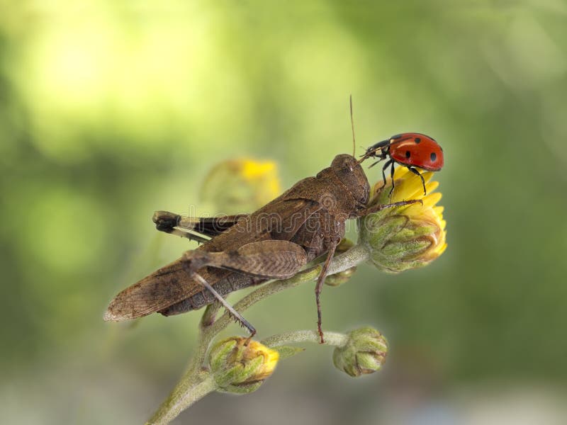 Closeup of Grasshopper and Ladybug on Yellow Flower Stock Photo - Image ...