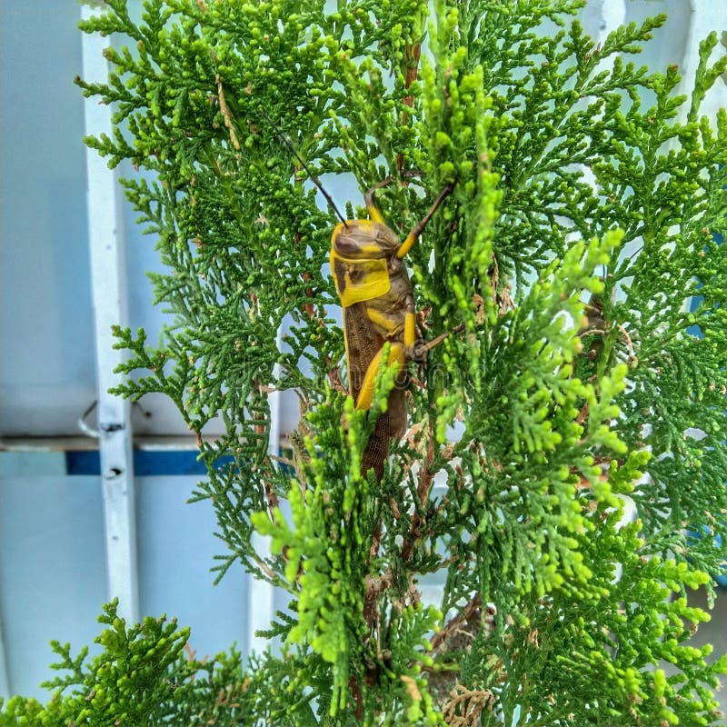 The Grasshopper Landed on the Branch of a Small Pine Tree in the Yard ...