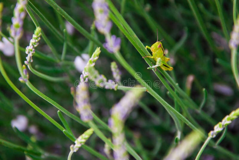 Grasshopper in the Field on the Grass Stock Photo - Image of butterfly ...