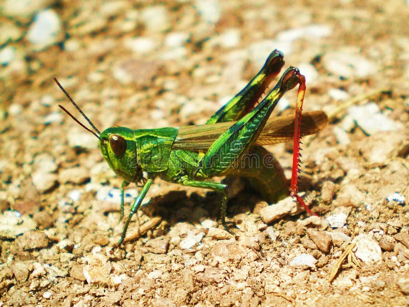 Grasshopper laying eggs stock image. Image of antenna - 339931203