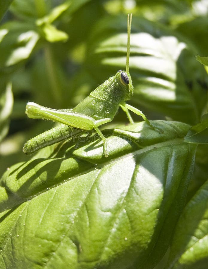 Grasshopper On Leaf Picture. Image: 5866300