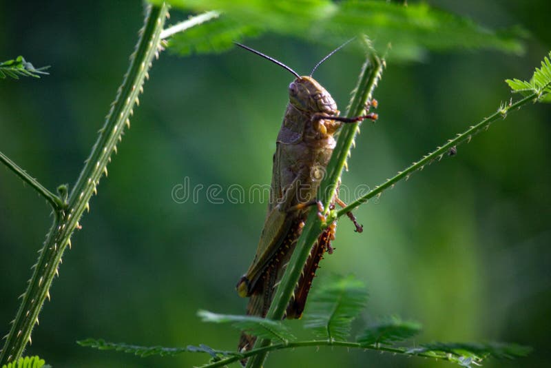 Grasshopper on a leaf stock image. Image of insects - 206436447