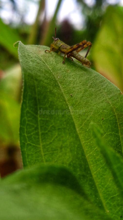Grasshopper on Leaf Branch Wallpaper Stock Image - Image of grasshopper ...
