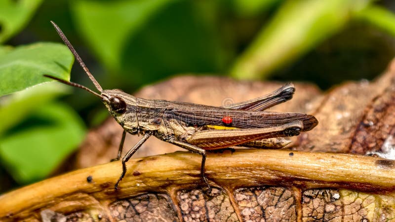 Grasshopper on a Leaf stock image. Image of natural - 391130859