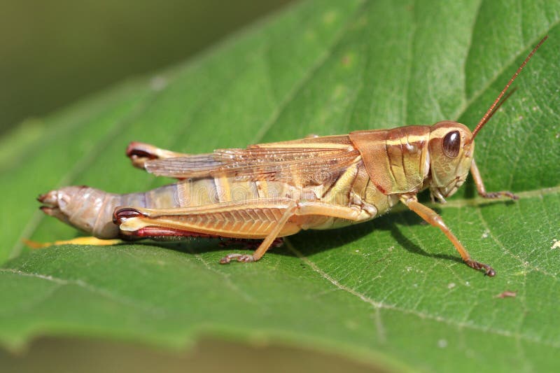 Grasshopper on Leaf Early Morning Sunlight Stock Photo - Image of ...