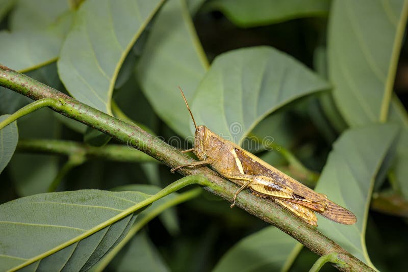 Leaf-eating Green Caterpillars. Insect Animals With Small Heads And ...