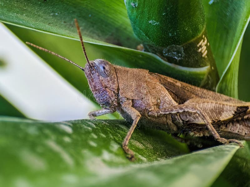 A Grasshopper is on a Leaf Stalking Its Prey Stock Image - Image of ...