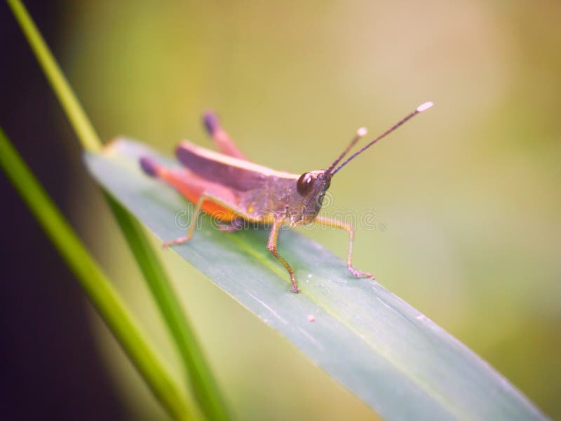 Grasshopper is a List of the Grass Stock Image - Image of green ...
