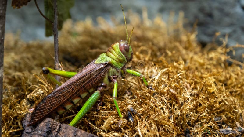 Grasshopper Locust Bombay Locust the Body is Yellow and Black. Stock ...