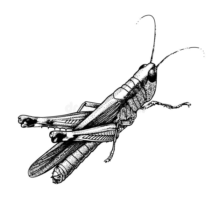 Cricket Insect Sketch Stock Illustrations – 370 Cricket Insect Sketch ...