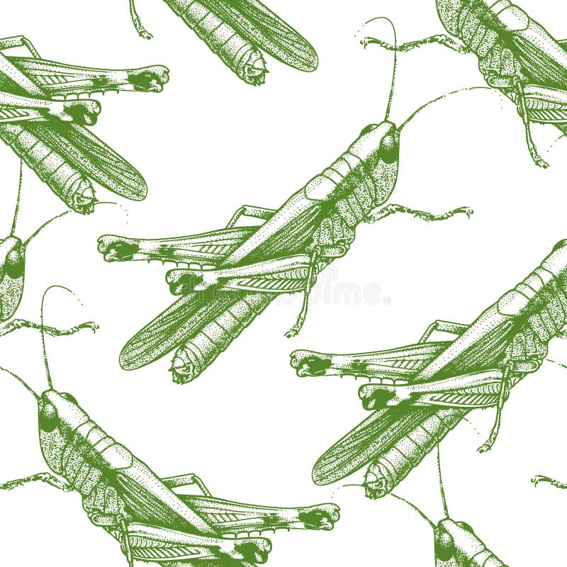 Grasshopper, Locust, Insect, Seamless Pattern. Engraving Vector ...