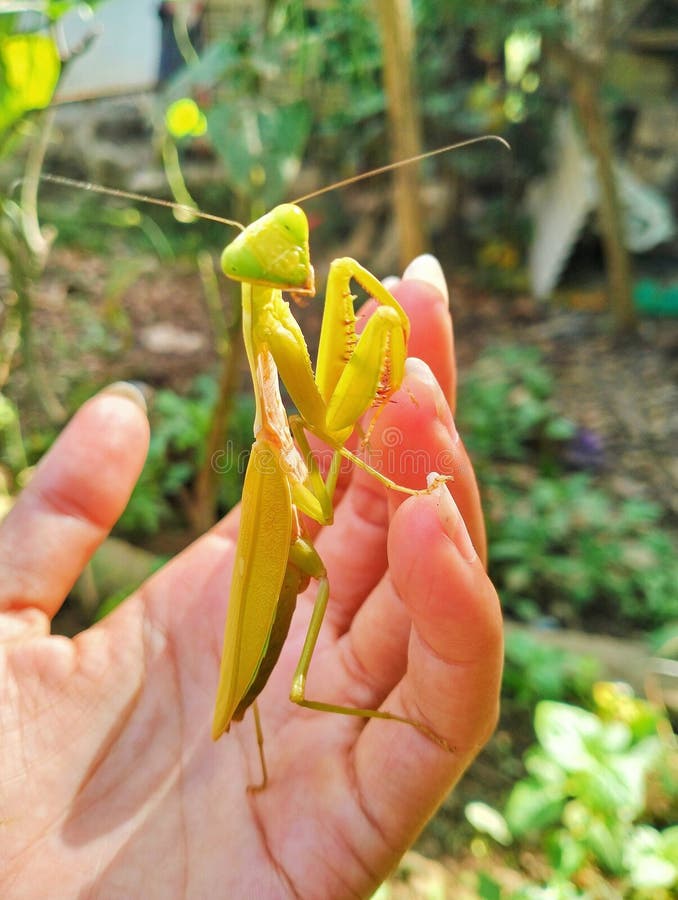 Grasshopper locust . stock image. Image of praying, grasshopper - 280012637