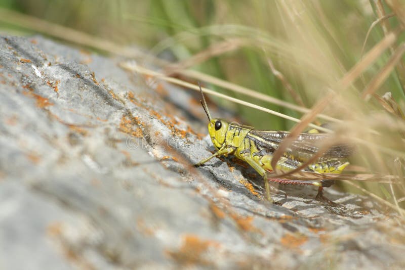 Grasshopper or locust stock photo. Image of insect, biodiversity - 90222390