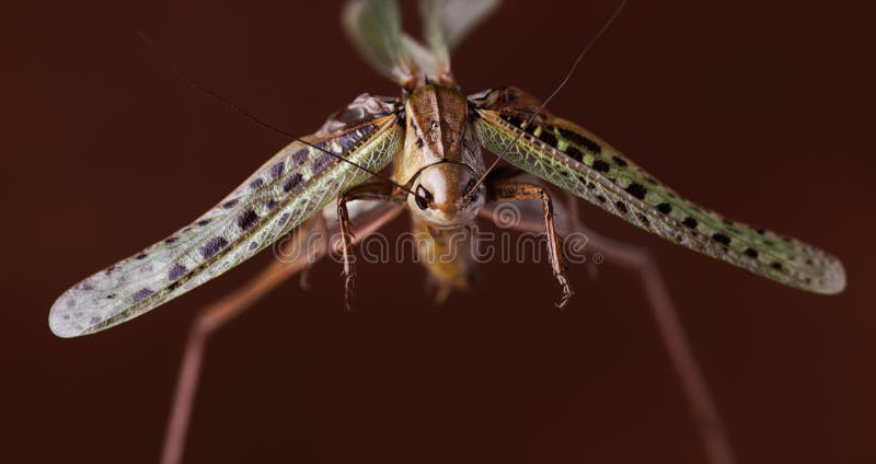 Grasshopper stock image. Image of locust, pest, chitin - 45800195
