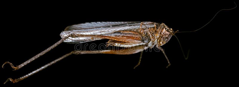 Grasshopper stock image. Image of locust, pest, chitin - 45800195