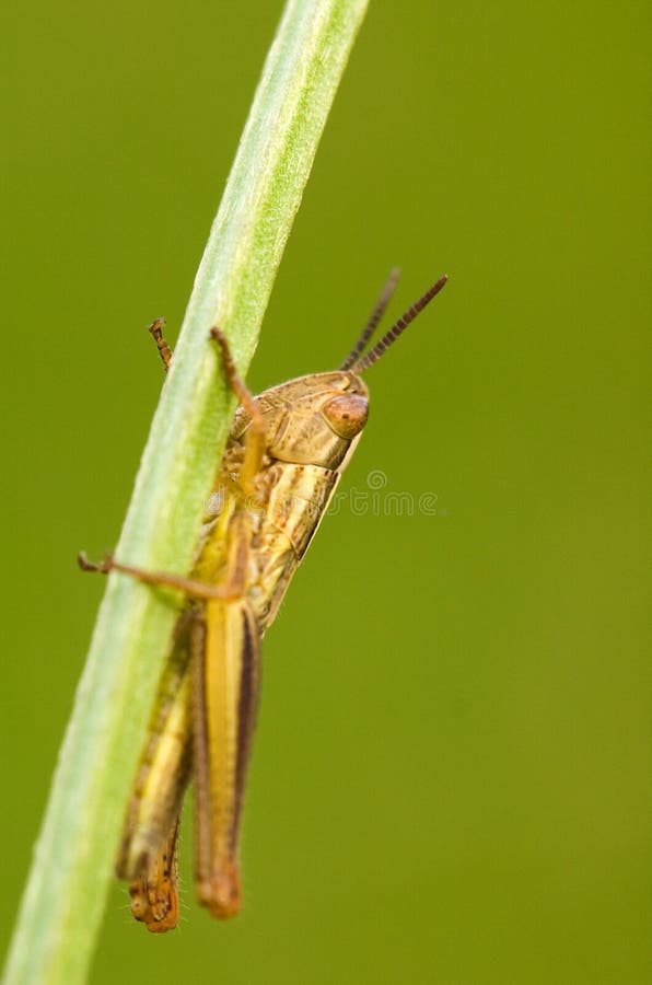 Grasshopper look stock image. Image of nature, insect - 14999685